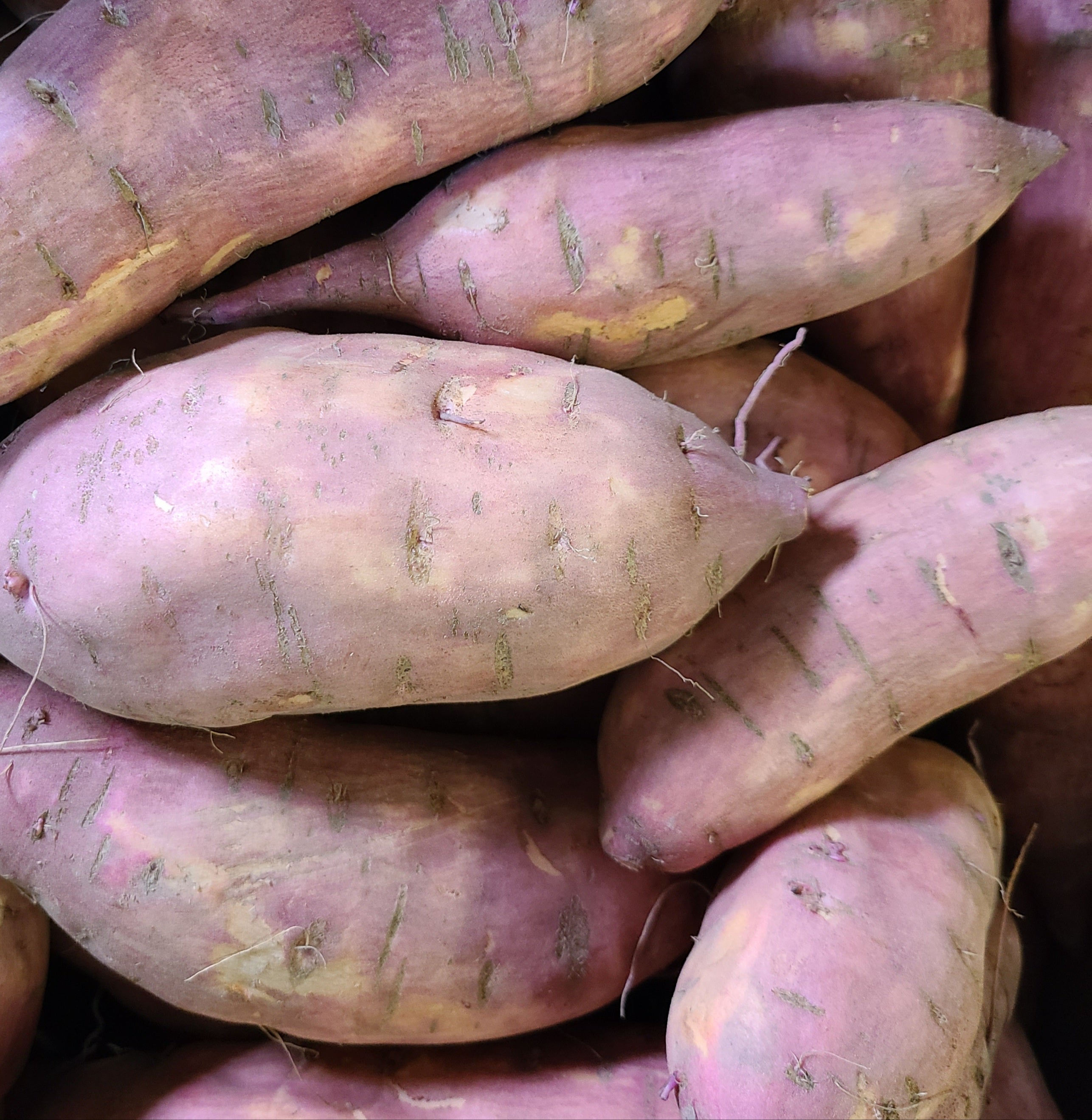 Organic Sweet Potatoes | Little Bee Farmers Market