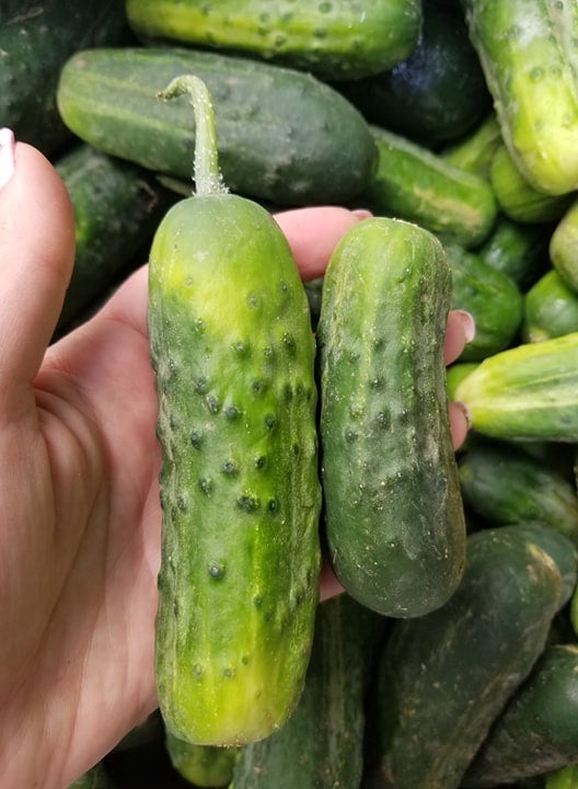 Medium Size Pickling Cucumbers | Little Bee Farmers Market