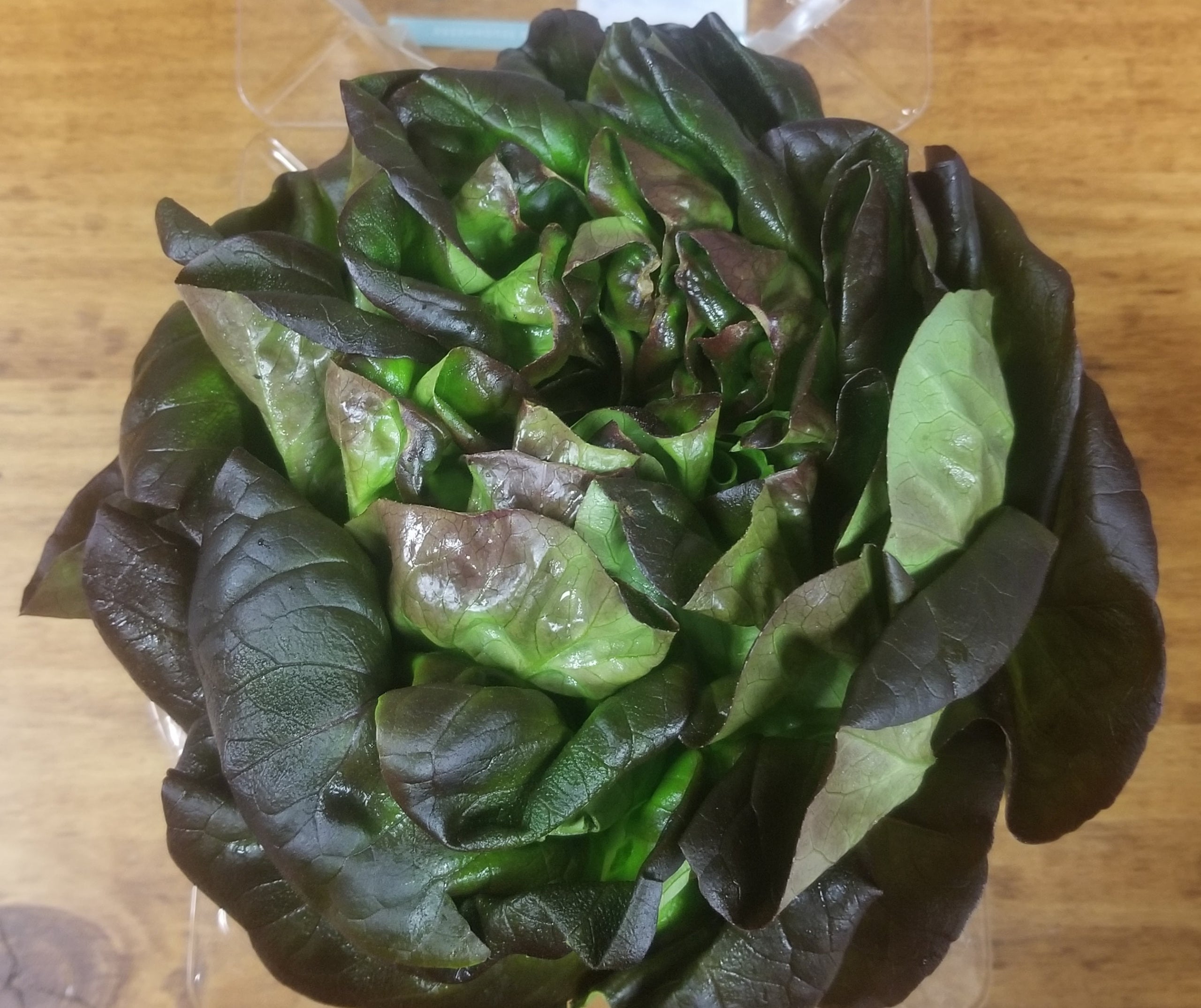 Living Red Boston Lettuce | Little Bee Farmers Market