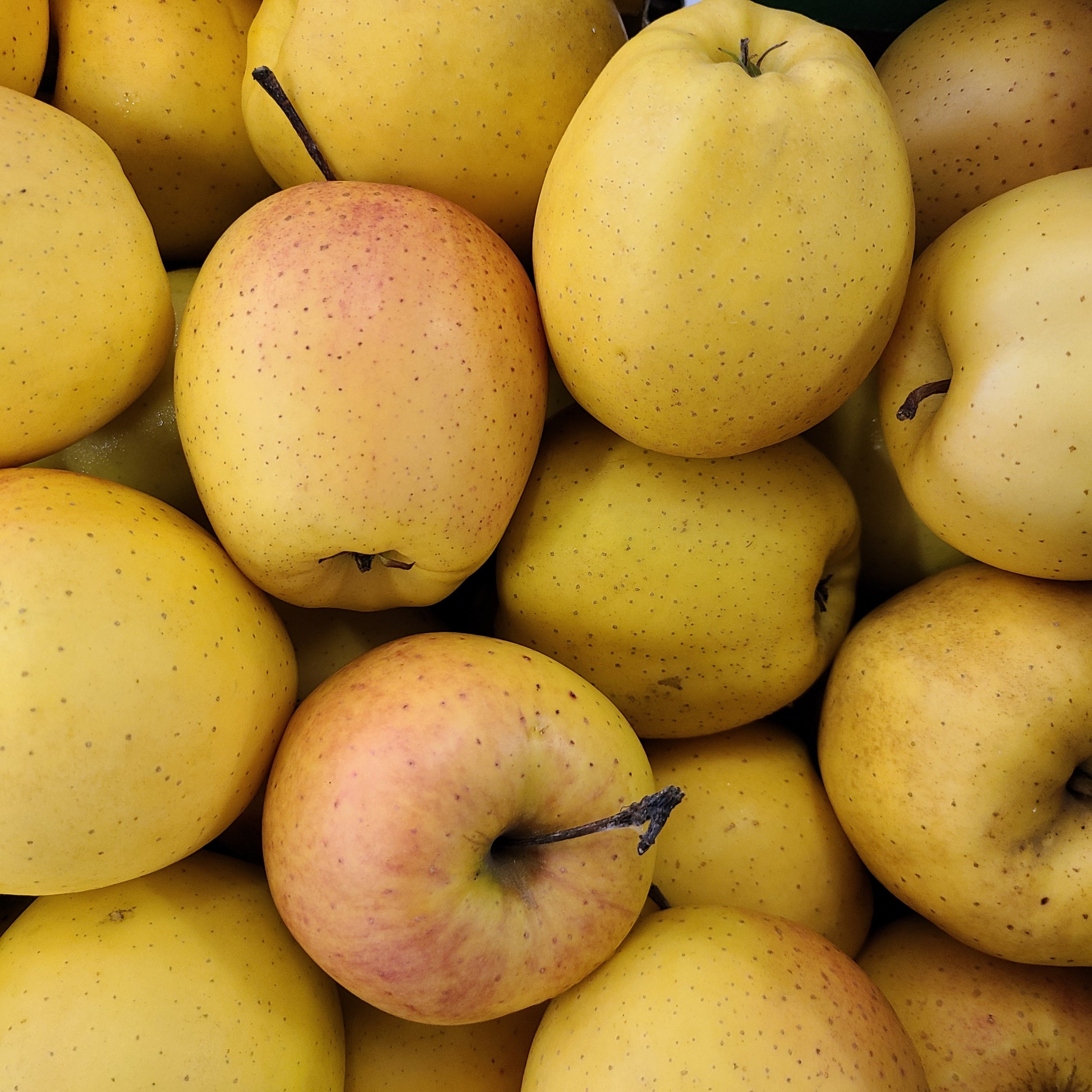 Golden Delicious Apples | Little Bee Farmers Market