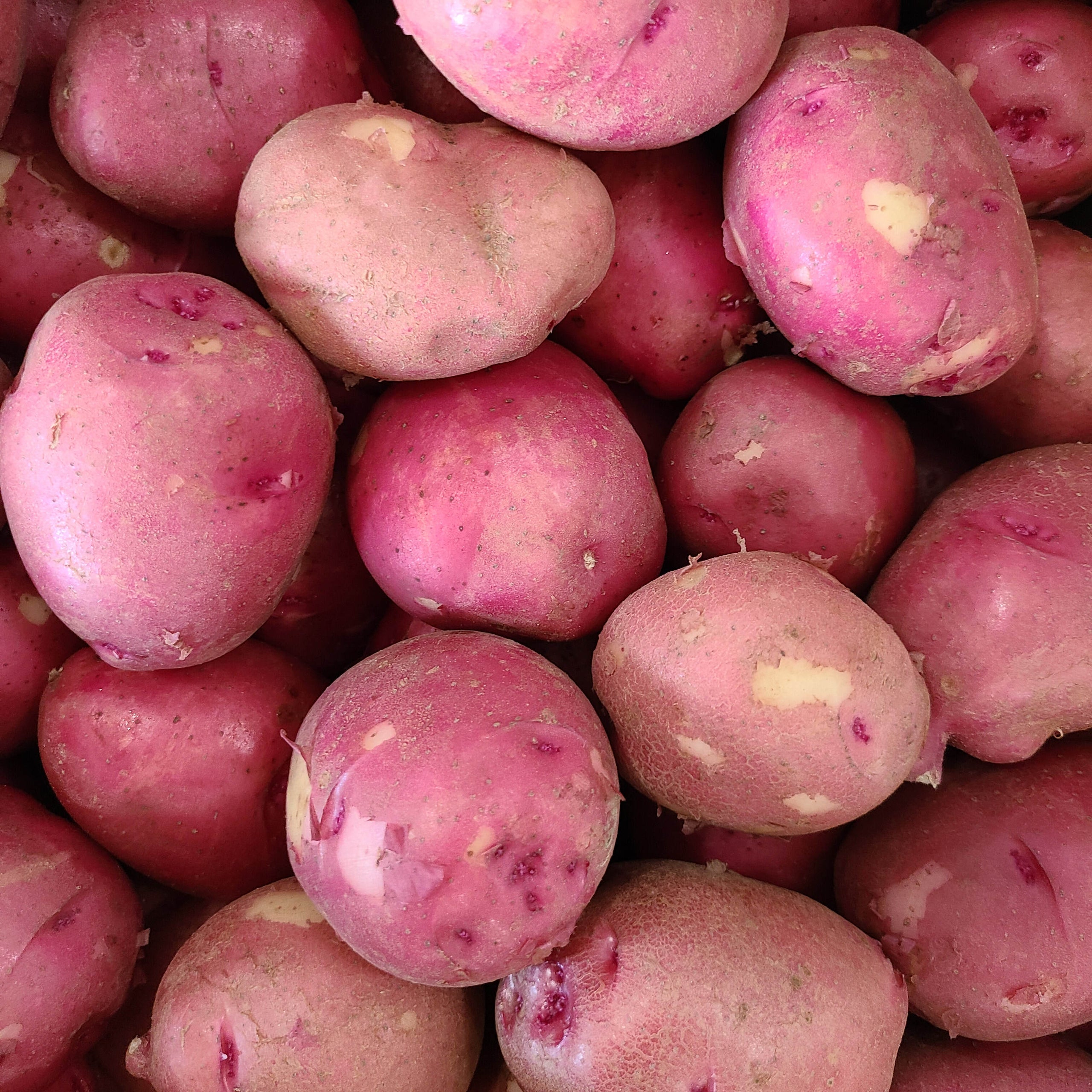 Red Potatoes | Little Bee Farmers Market