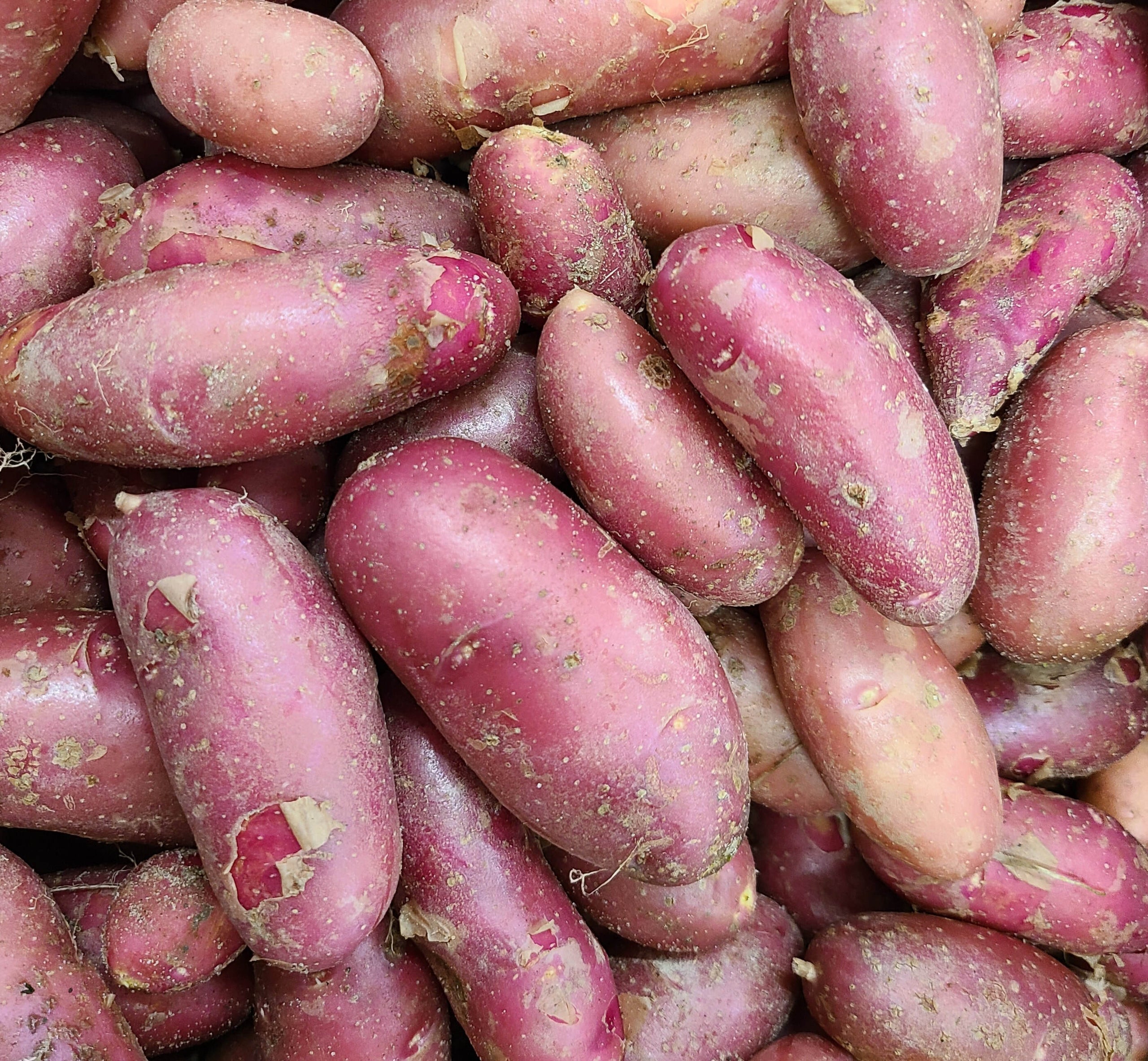 Red Fingerling Potatoes | Little Bee Farmers Market