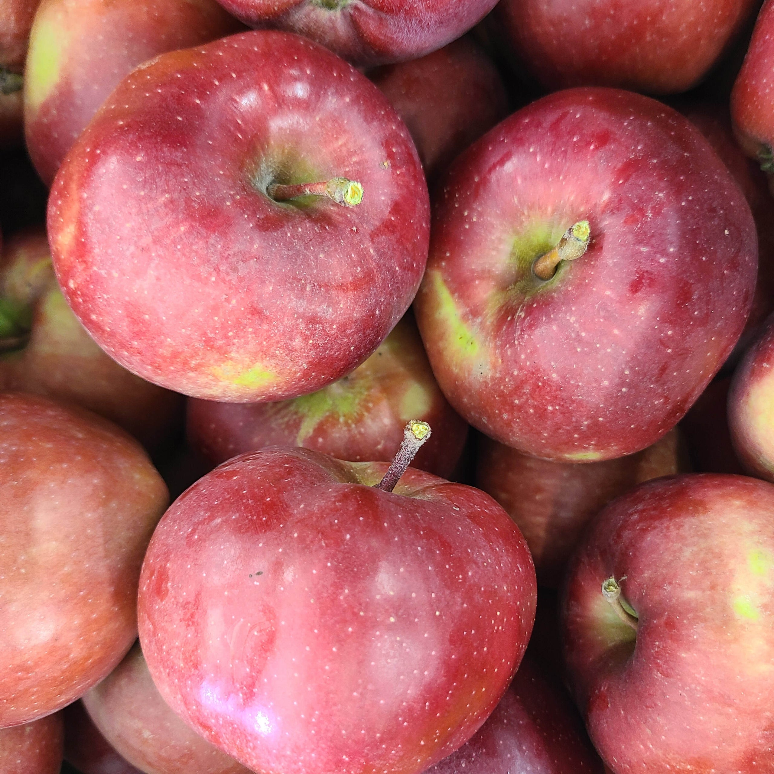 Red Delicious Apples | Little Bee Farmers Market