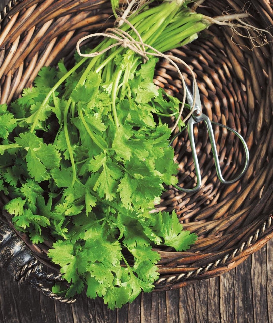 Organic Cilantro Bunch | Little Bee Farmers Market
