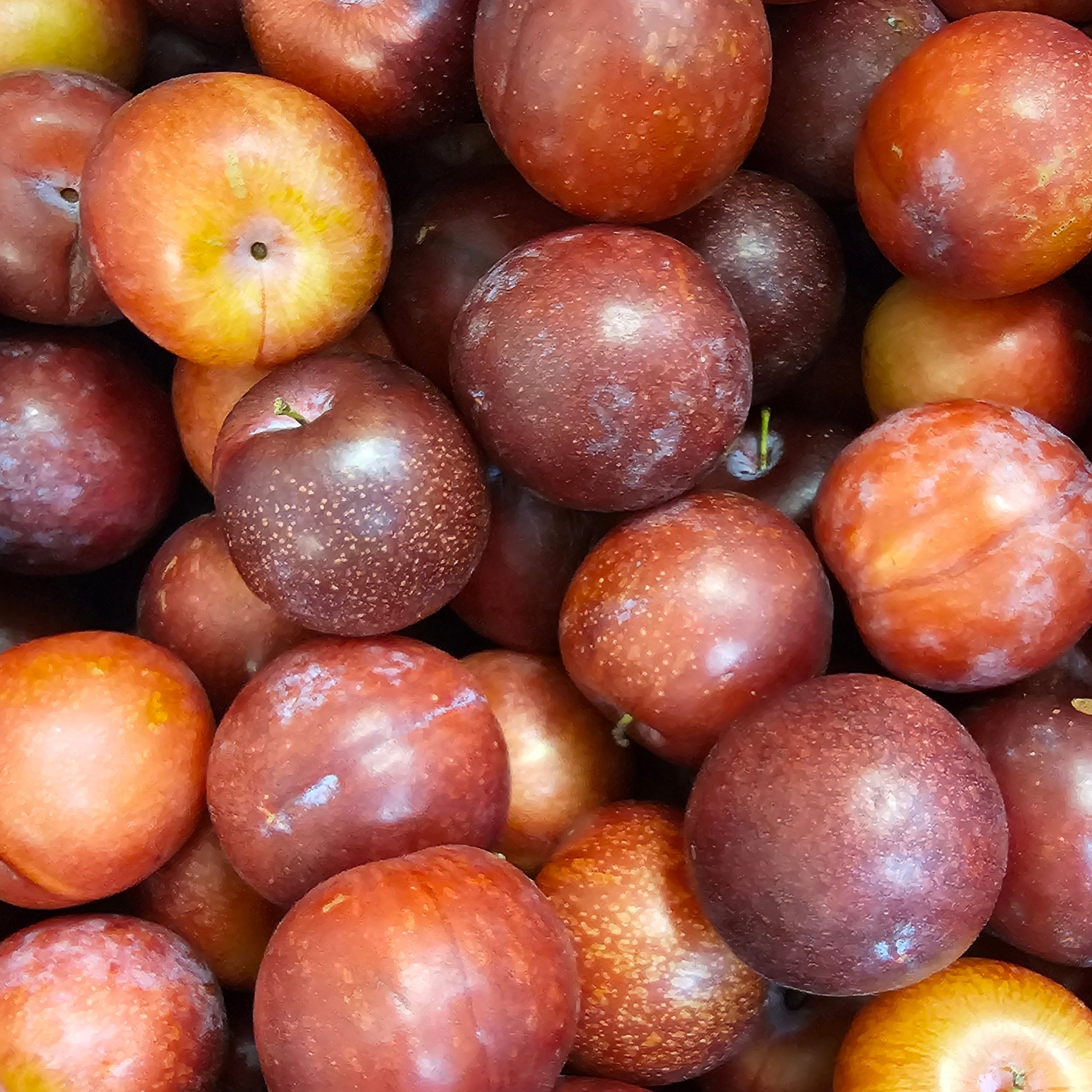 California's Red Plums | Little Bee Farmers Market